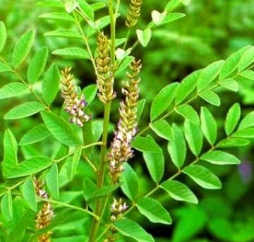 Chá de Alcaçuz – Benefícios e Propriedades | Famivita